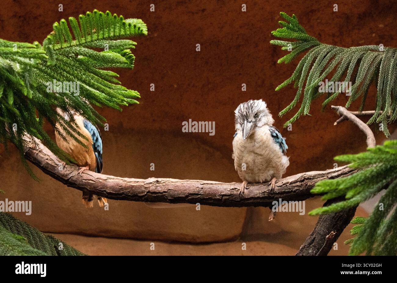 Blue-winged Kookaburra, Dacelo leachii, bird in tree canopy.berlin zoo ...
