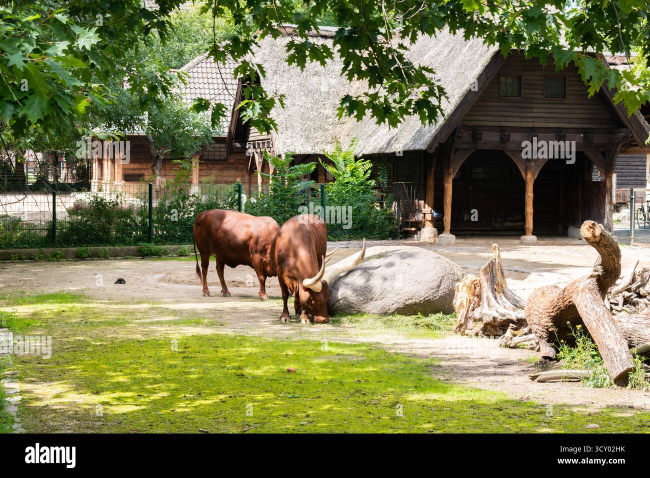Cow bull animal in natural hi-res stock photography and images - Alamy