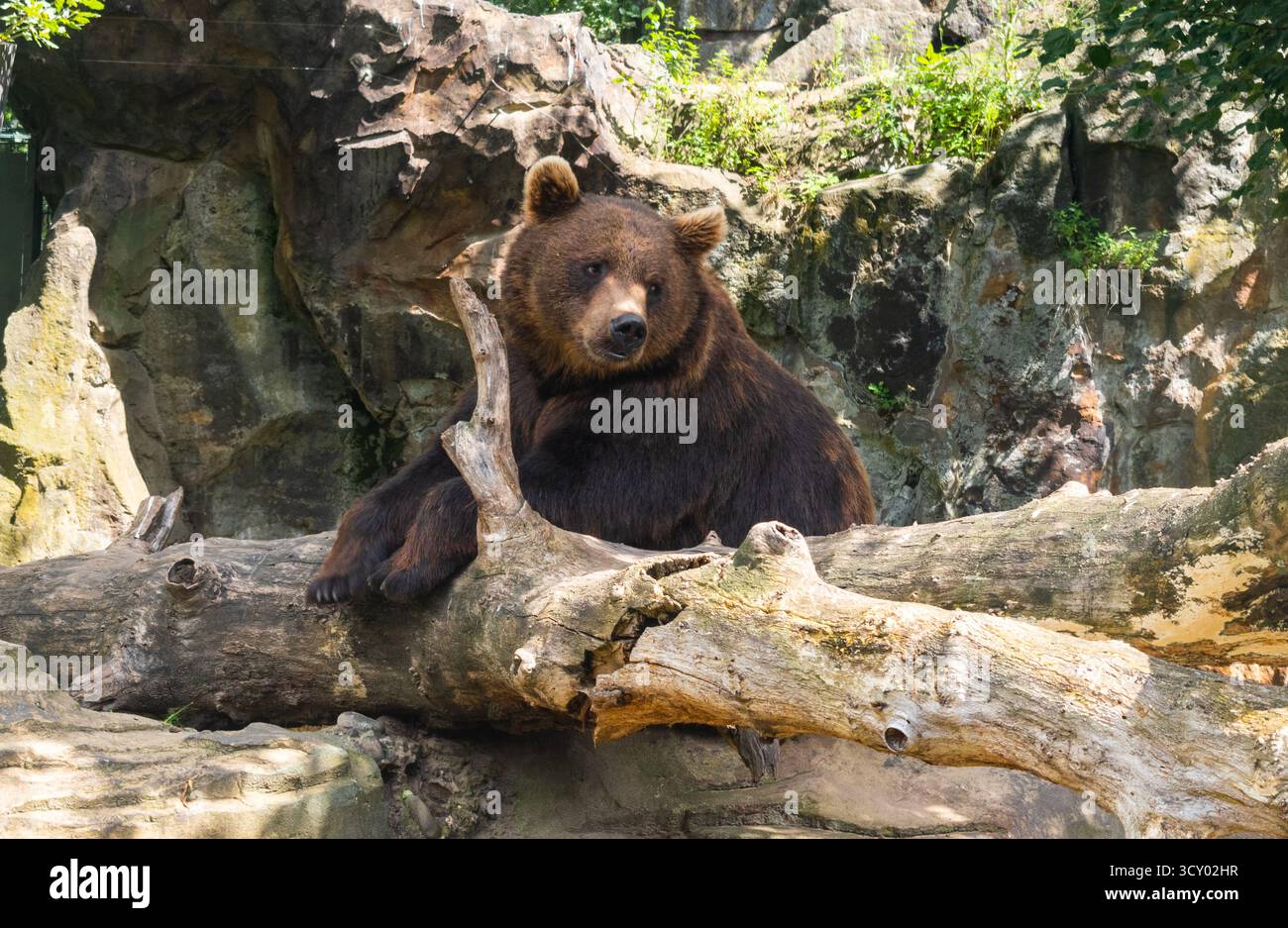bear in natural environment, berlin zoo Stock Photo - Alamy