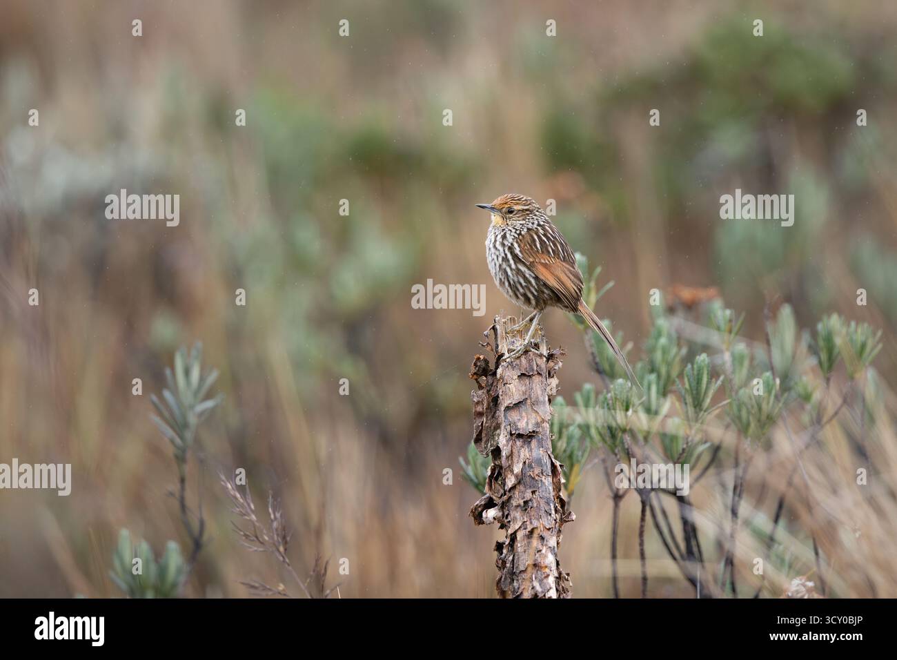 Many-striped Canastero (Asthenes flammulata) perched on a branch in the ...