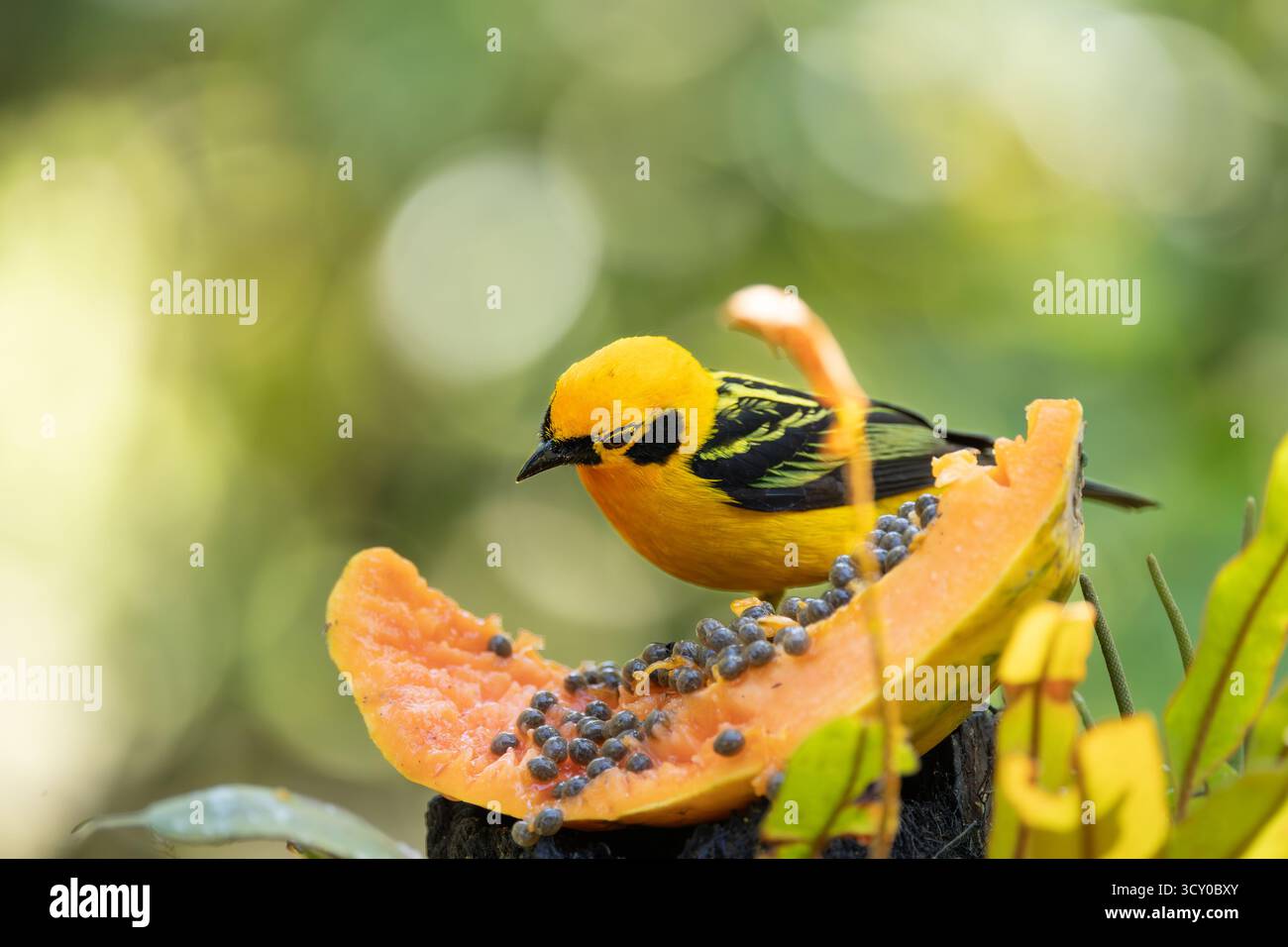Golden Tanager (Tangara arthus) feeding on papaya fruit in the humid ...