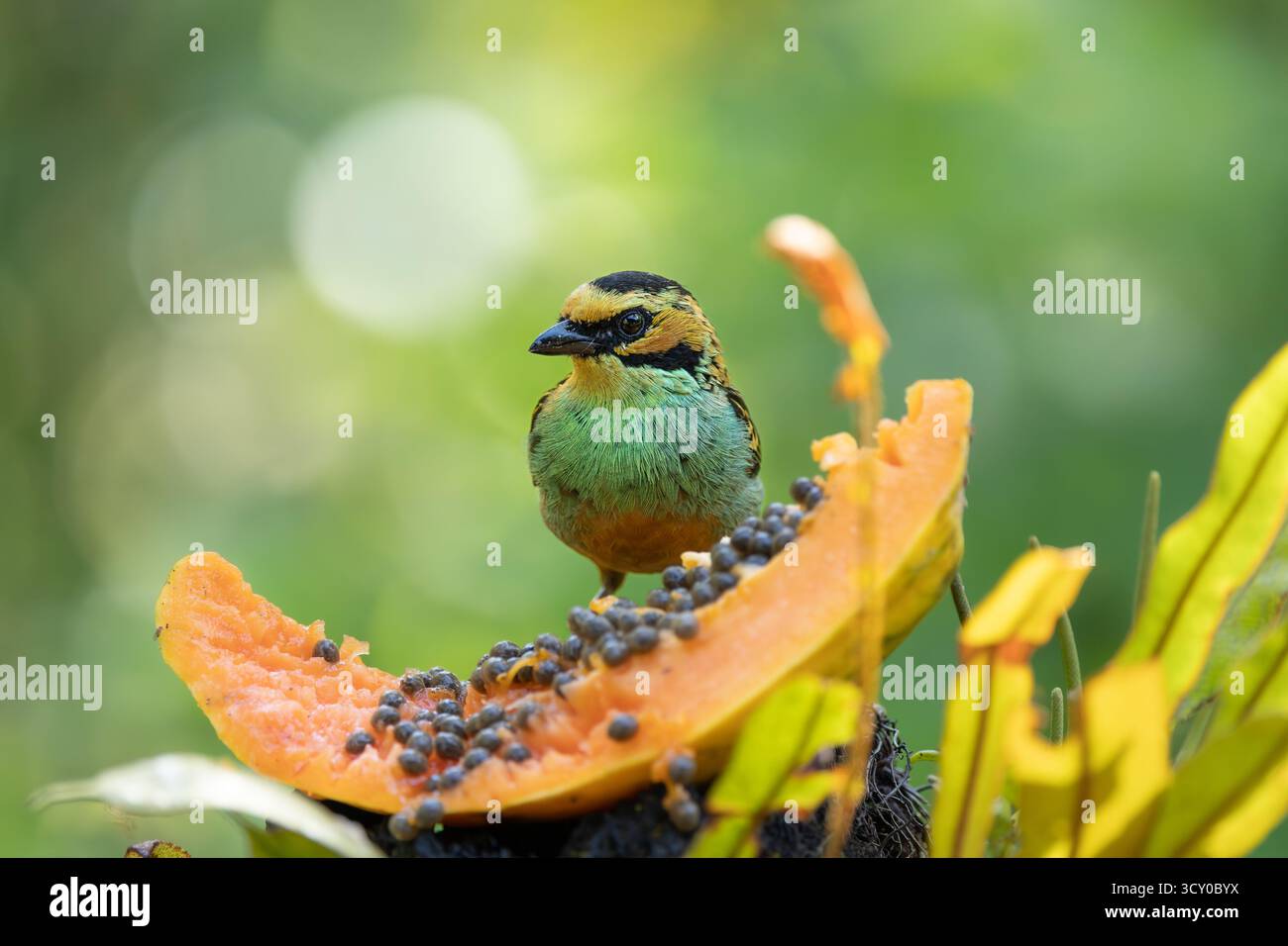 Colorful tanager feeding on papaya fruit in the humid cloud forest of ...