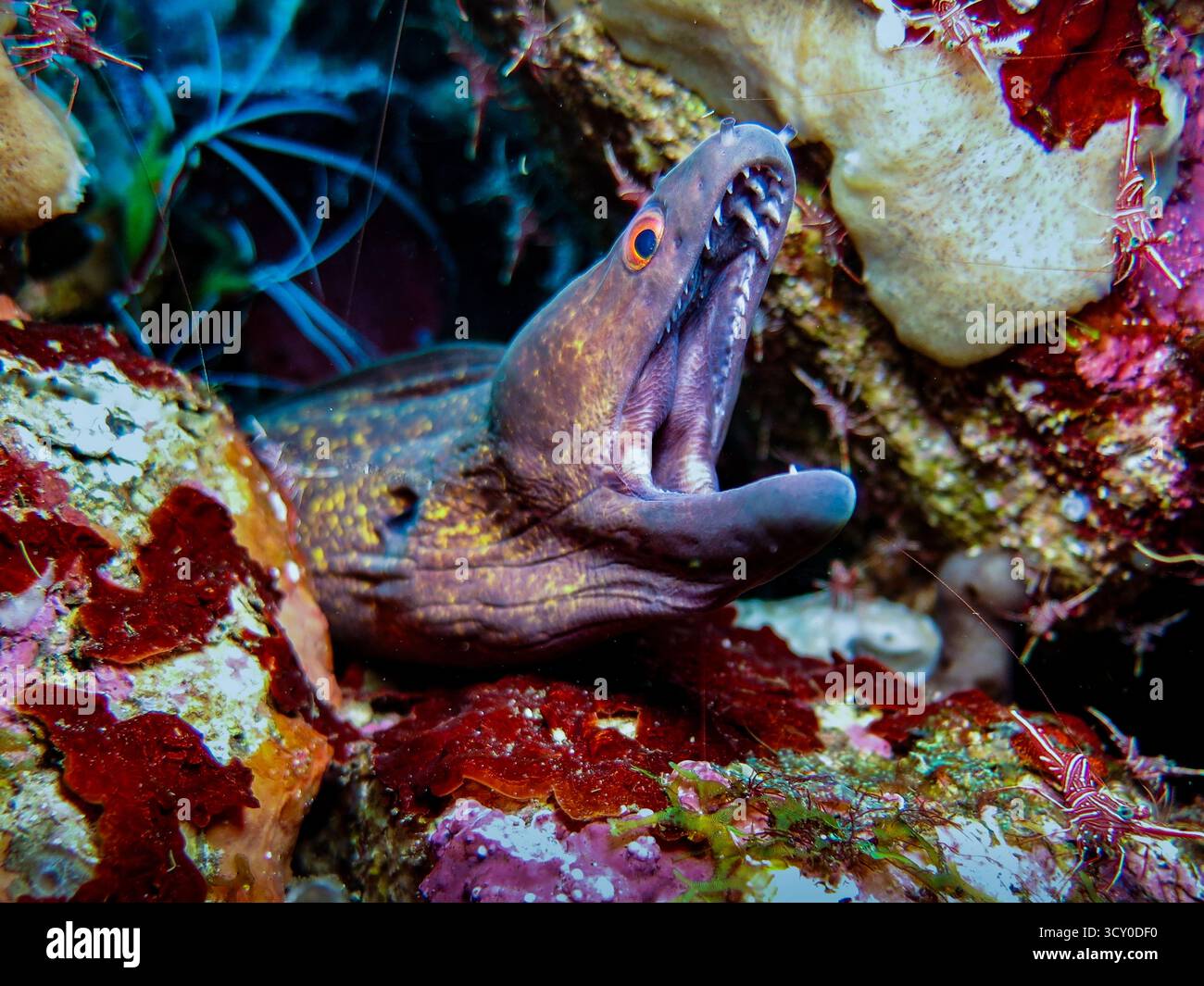 Long living eel hi-res stock photography and images - Alamy
