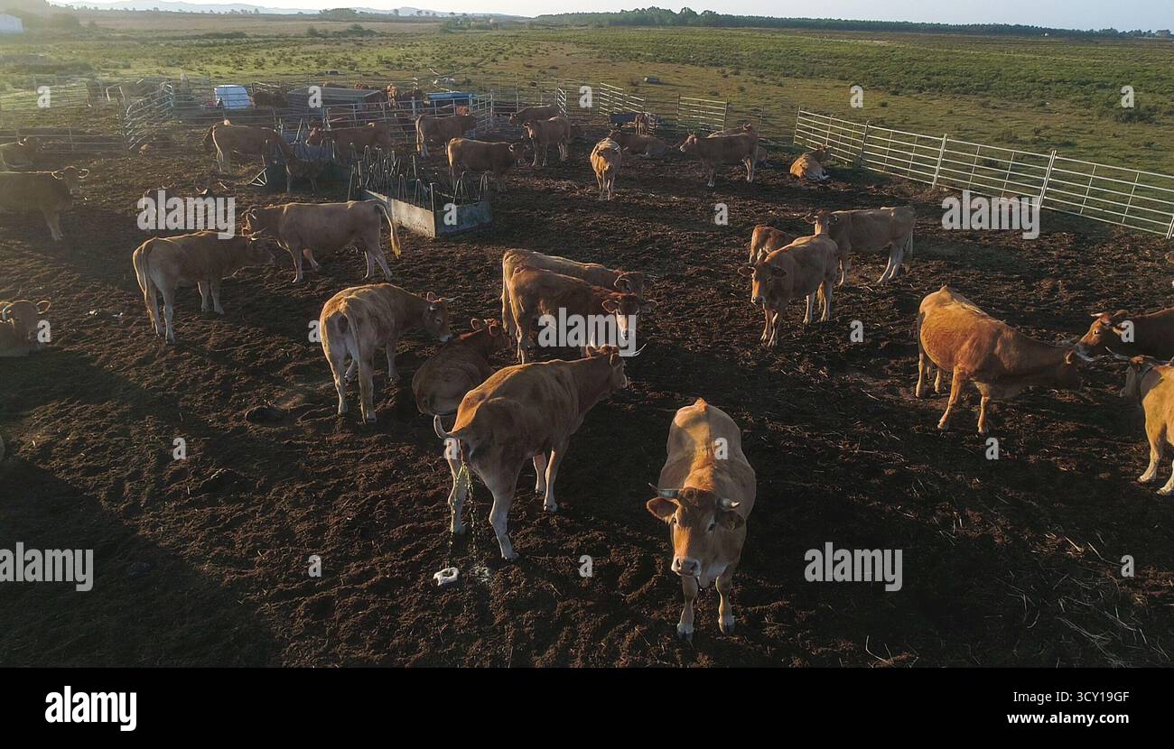 Elevated view of standing cows in outdoor country side landscape by ...