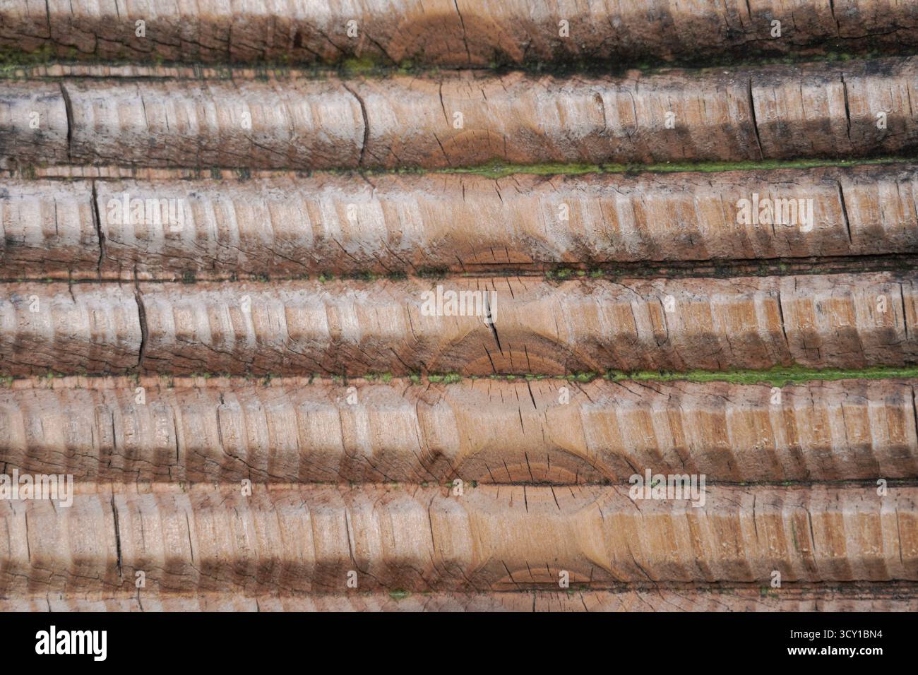 Stacked logs visible tree hi-res stock photography and images - Alamy