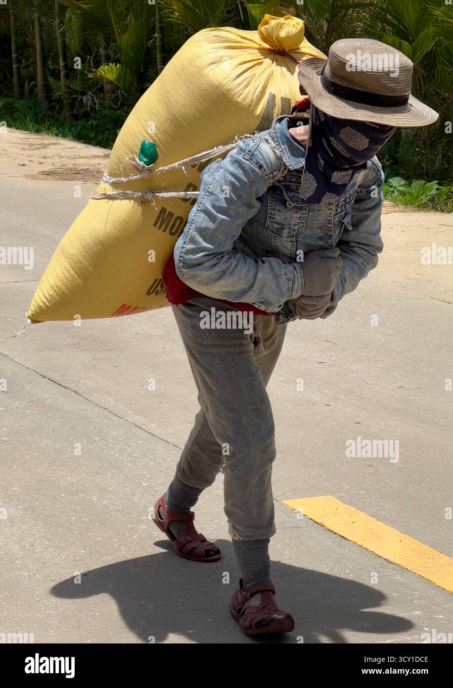 A Vietnamese lady carries a heavy load of harvested rice on her back ...