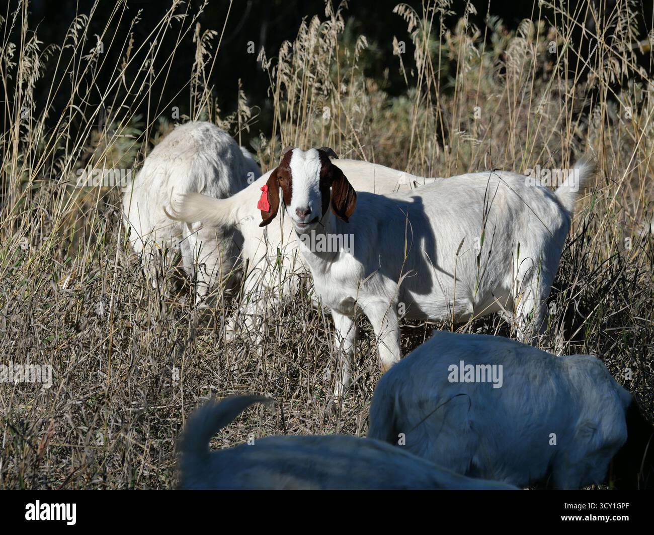 Boer Goats Grazing Along Trail in Louisville, Colorado Stock Photo - Alamy