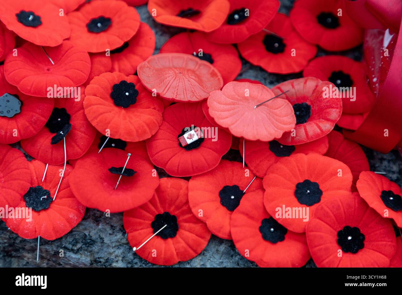 Remembrance Day red poppy flowers on Tomb of the Unknown Soldier in ...