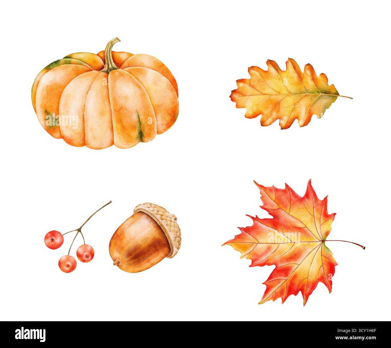 Watercolor composition yellow pumpkin Cut Out Stock Images & Pictures ...