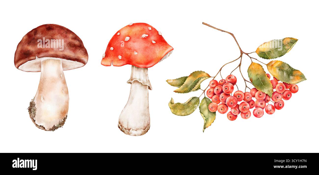 Cozy autumn design mushrooms Cut Out Stock Images & Pictures - Alamy