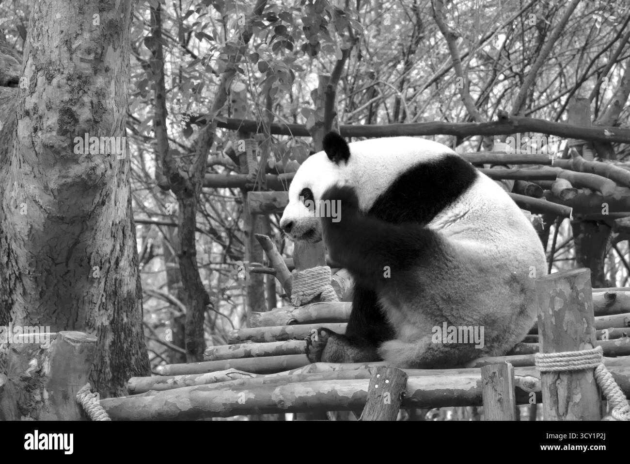 Panda food Black and White Stock Photos & Images - Alamy