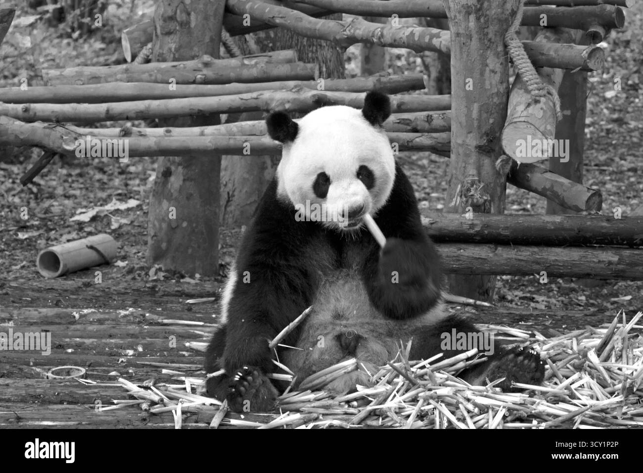 Panda food Black and White Stock Photos & Images - Alamy