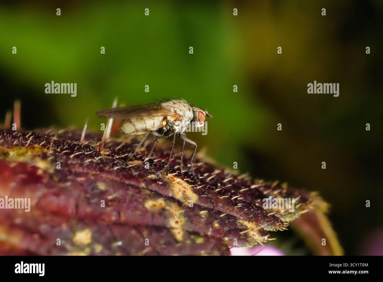 Fliege tier hi-res stock photography and images - Alamy