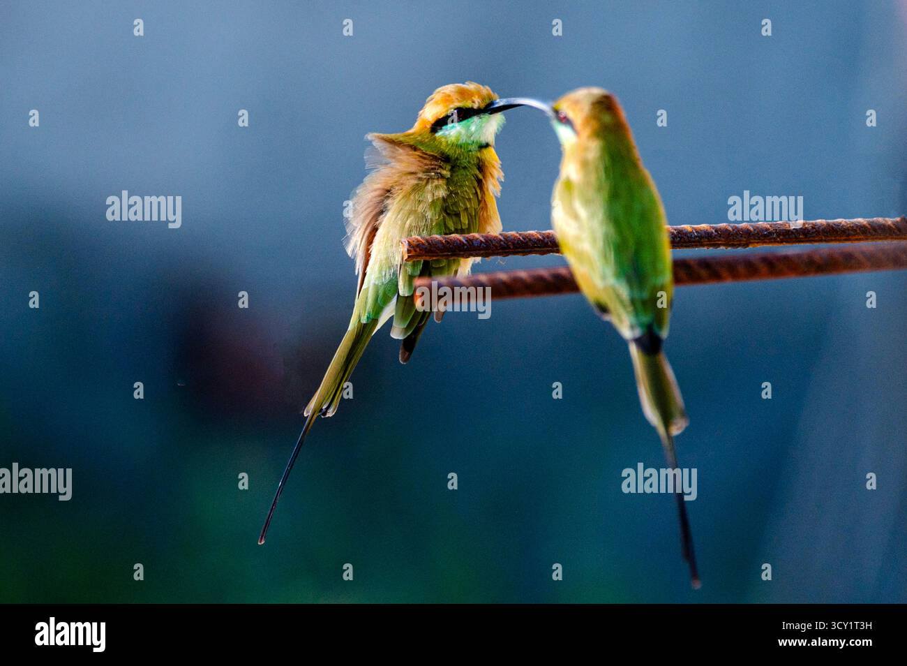 The Asian green bee-eater, also known as the little green bee-eater ...