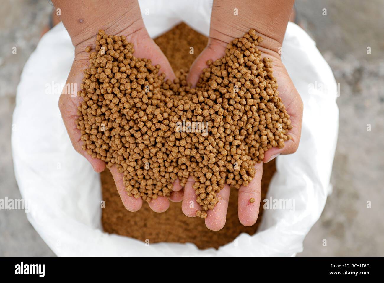 Premium Fish Feed Pellets in Hands – Aquaculture Nutrition Stock Photo ...