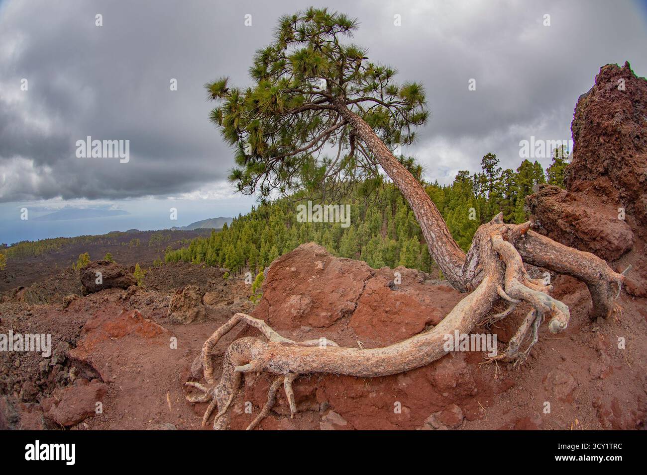 coniferous forest in the volcanic mountains on the island of Tenerife ...