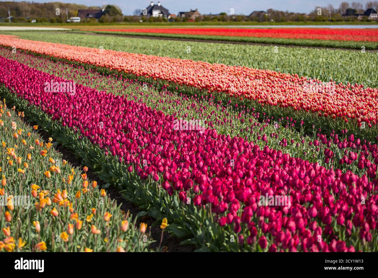 tulip fields in the netherlands. farming in holland Stock Photo - Alamy
