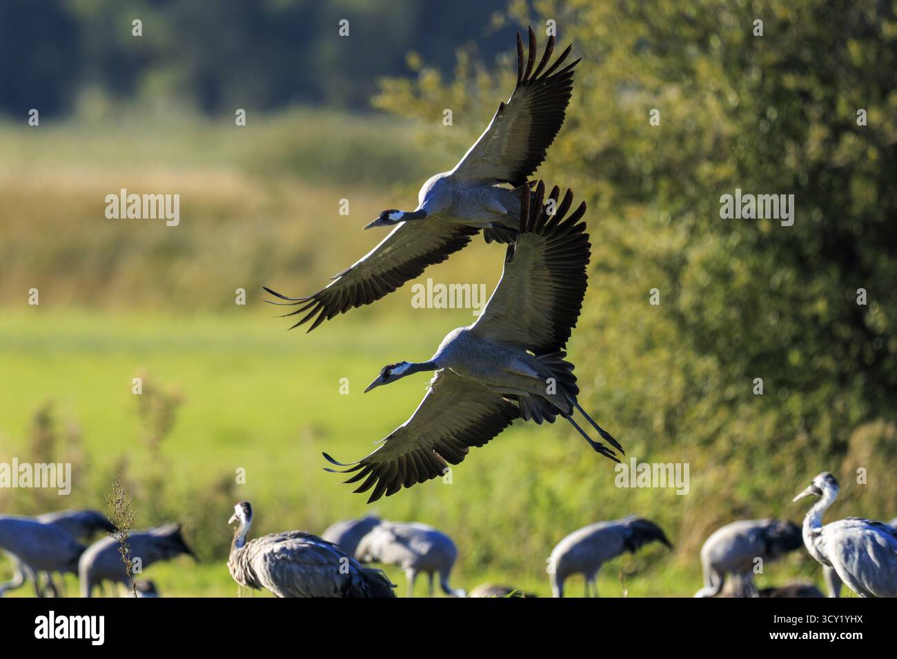 Two cranes fly over a meadow surrounded by peaceful countryside, Crane ...