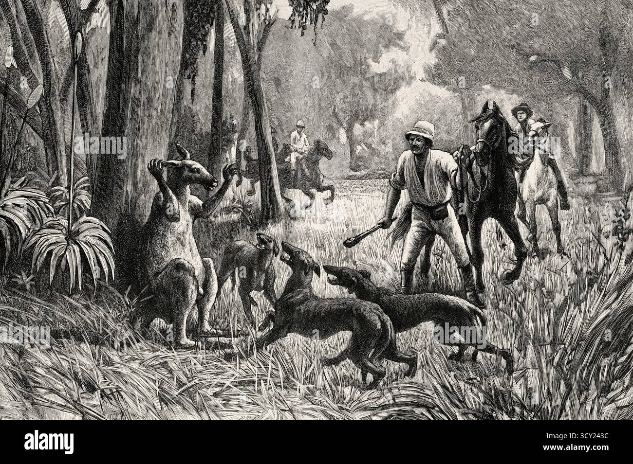 Kangaroo hunting in the forest, Australia, Oceania. Drawing by Jacques ...
