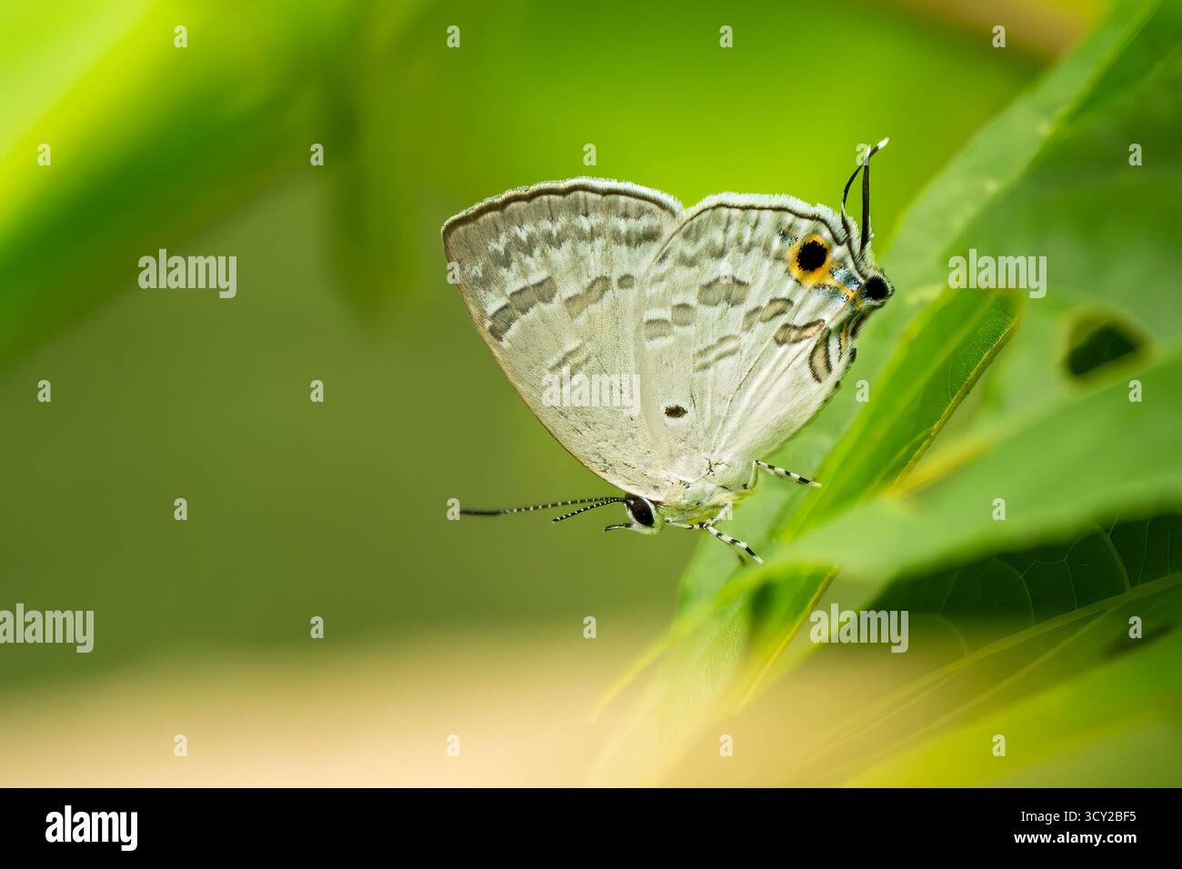 Broad Spark butterfly - Sinthusa chandrana, beautiful colored small ...