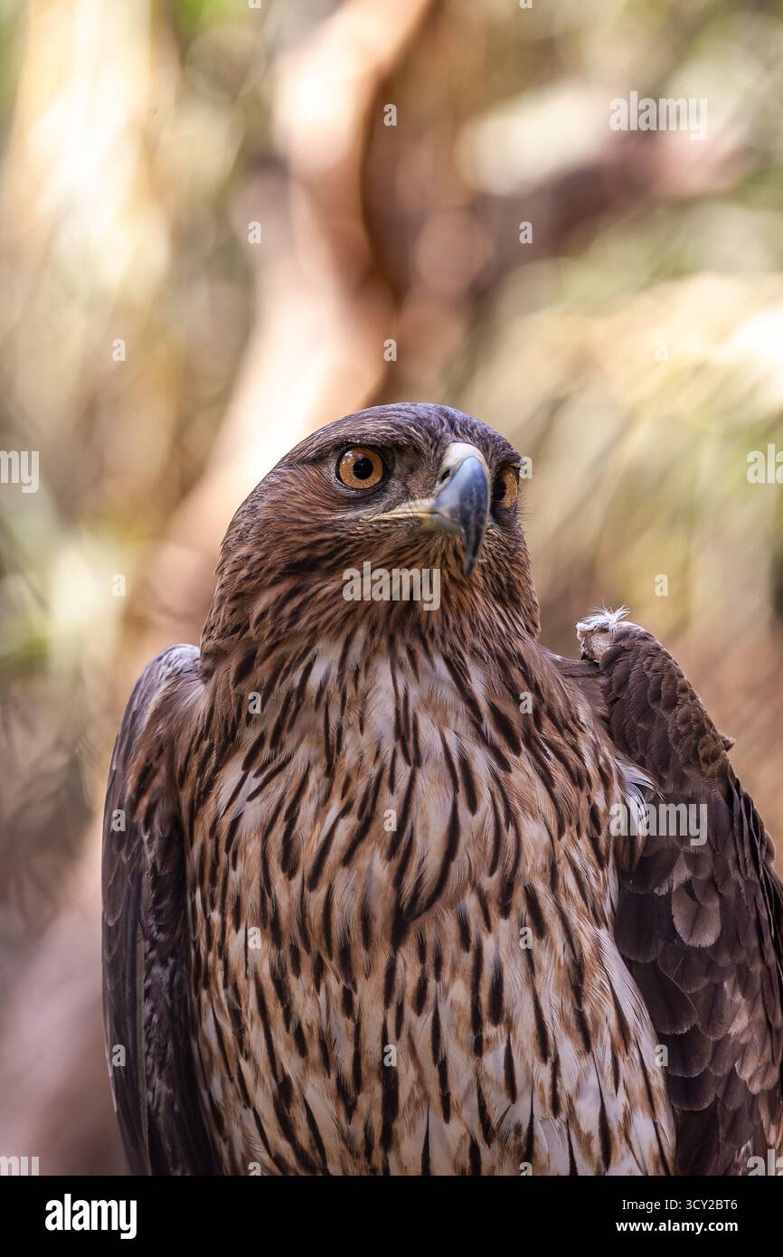 Portrait of a Bonelli's eagle (Aquila fasciata). Photographed in Israel ...