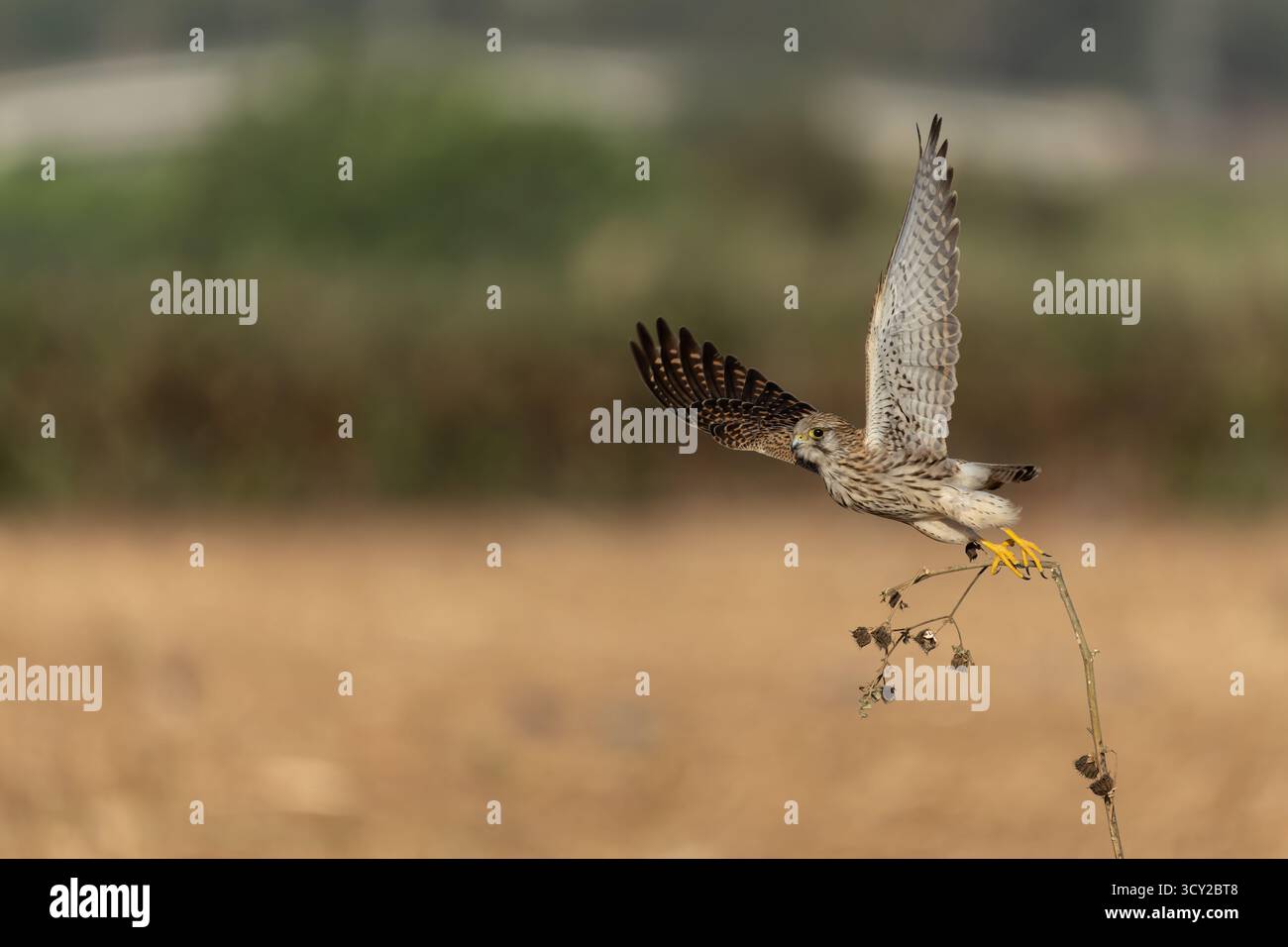 Common kestrel in flight The common kestrel (Falco tinnunculus) is a ...