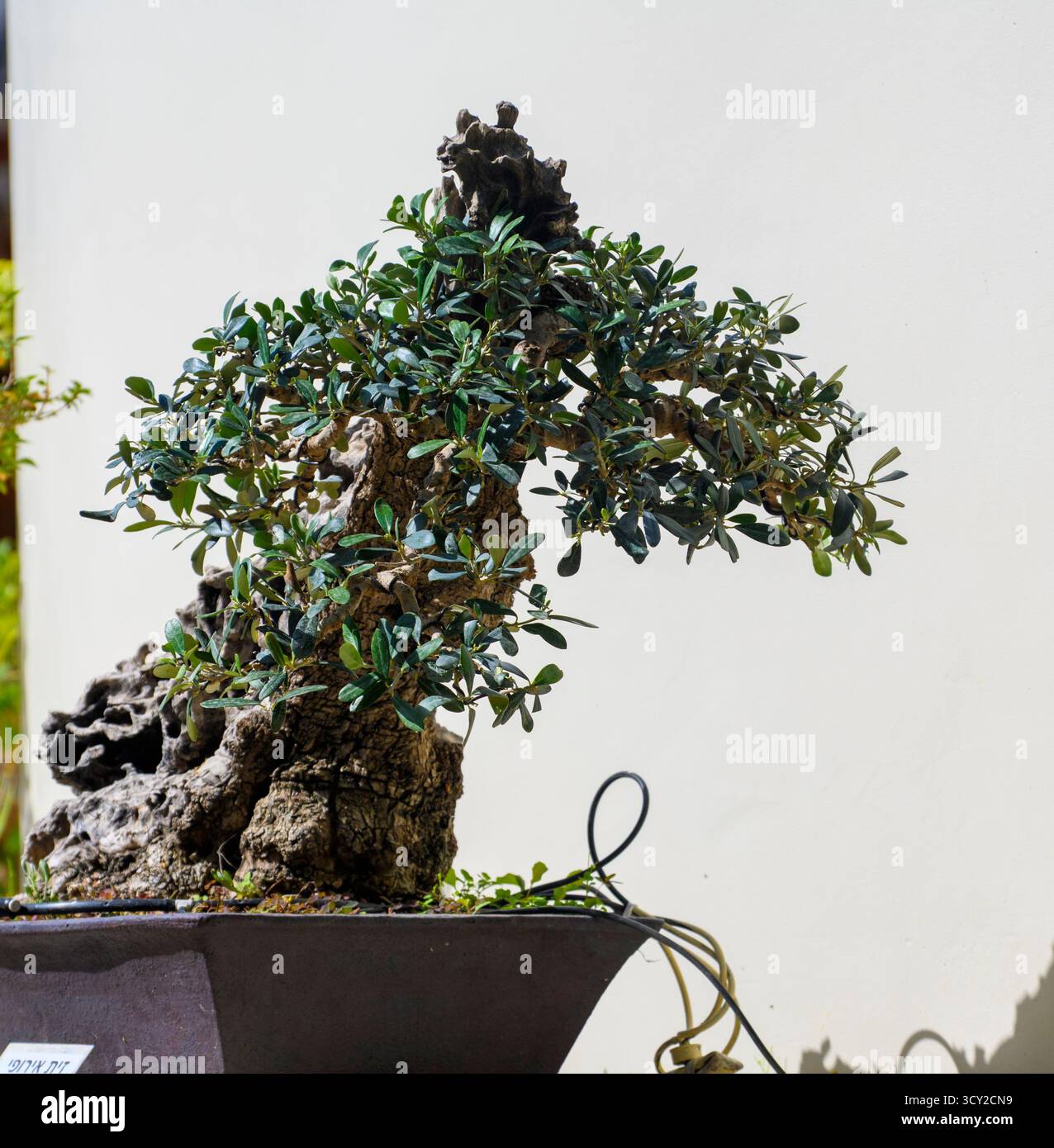 European Olive tree Olea europaea, Bonsai; Bonsai is the Japanese art ...