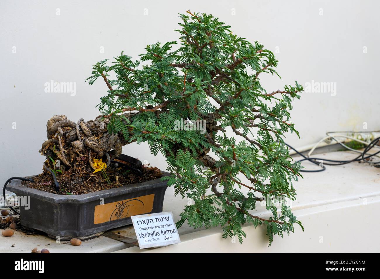 Acacia karoo thorn hi-res stock photography and images - Alamy