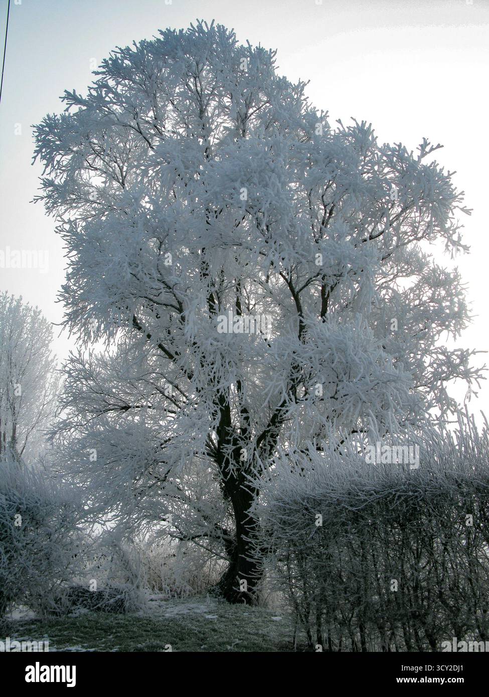 Willow Tree in an ice storm, Cambridgeshire, 2012 Stock Photo - Alamy