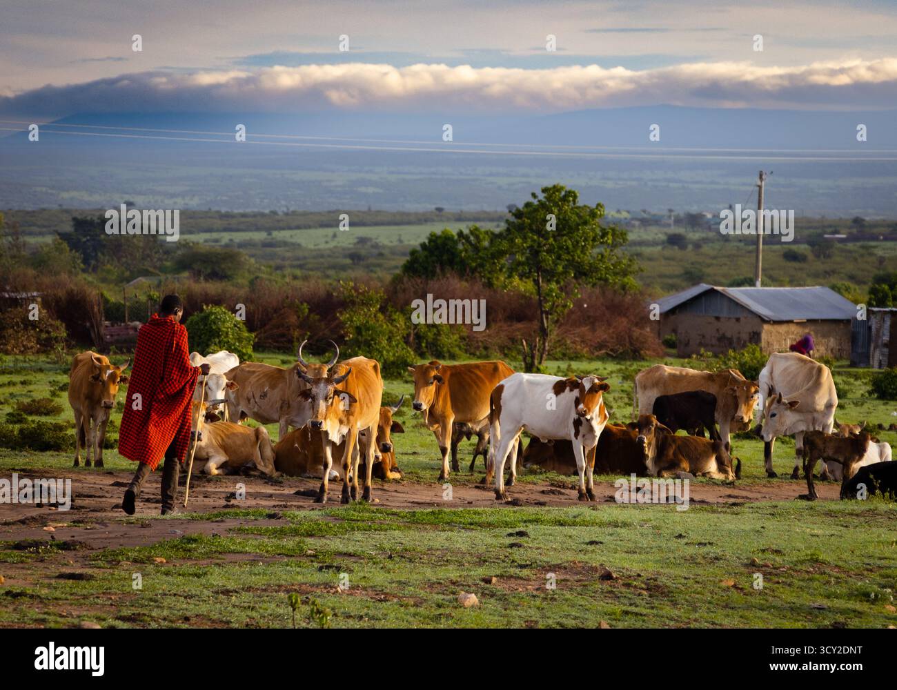 livestock farming and Village life in Sekenani village near Masai Mara ...