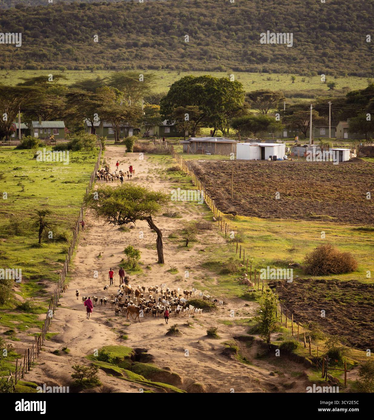 livestock farming and Village life in Sekenani village near Masai Mara ...