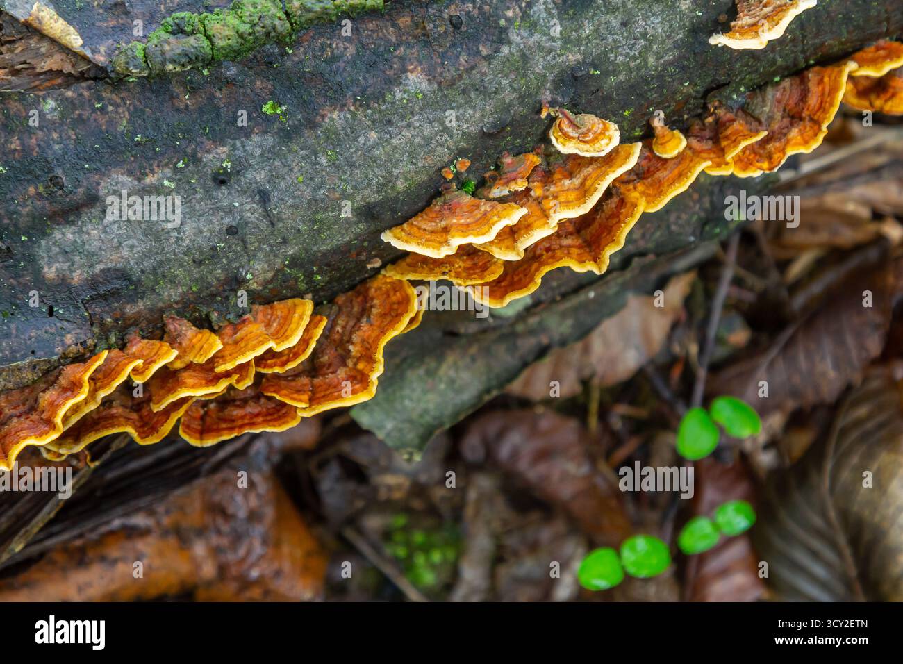 Vibrant fungi species are observed growing on decaying wood in a dense ...