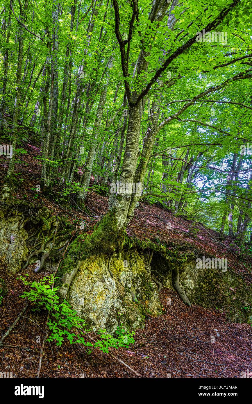 Tree roots cling tightly to the rock, and erosion reveals layers of ...