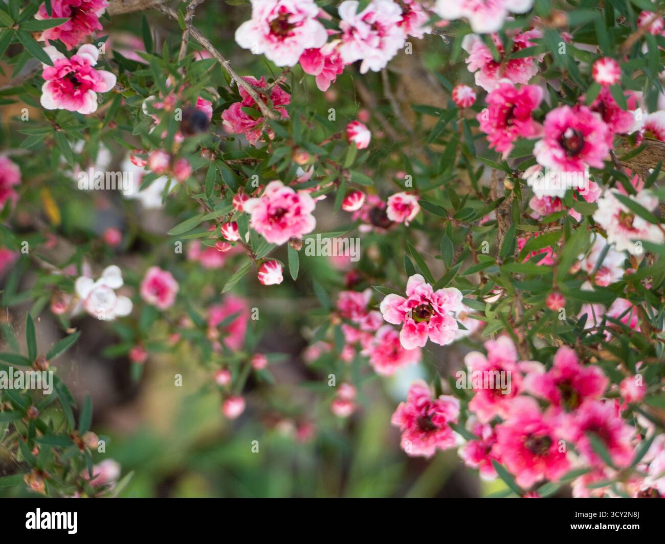 Native australian tea tree plant hi-res stock photography and images ...