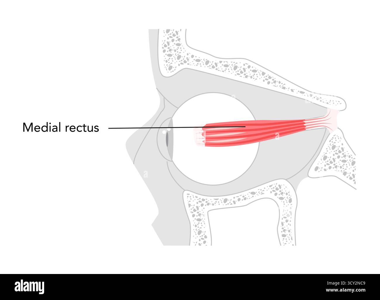 Extraocular muscle anatomy Stock Vector Images - Alamy