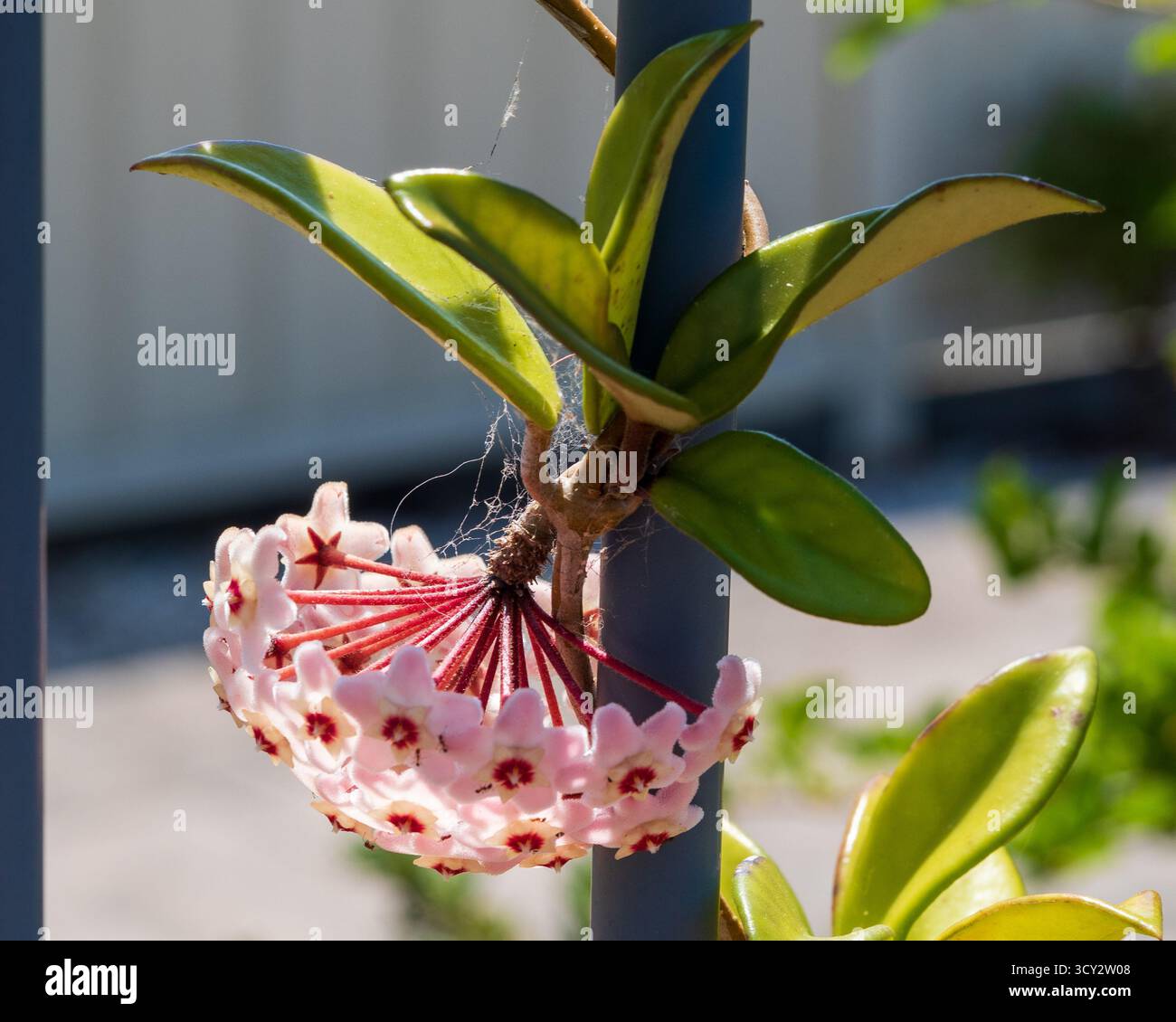 Hoya Carnosa flowers on their woody vine in bloom in spring Stock Photo ...