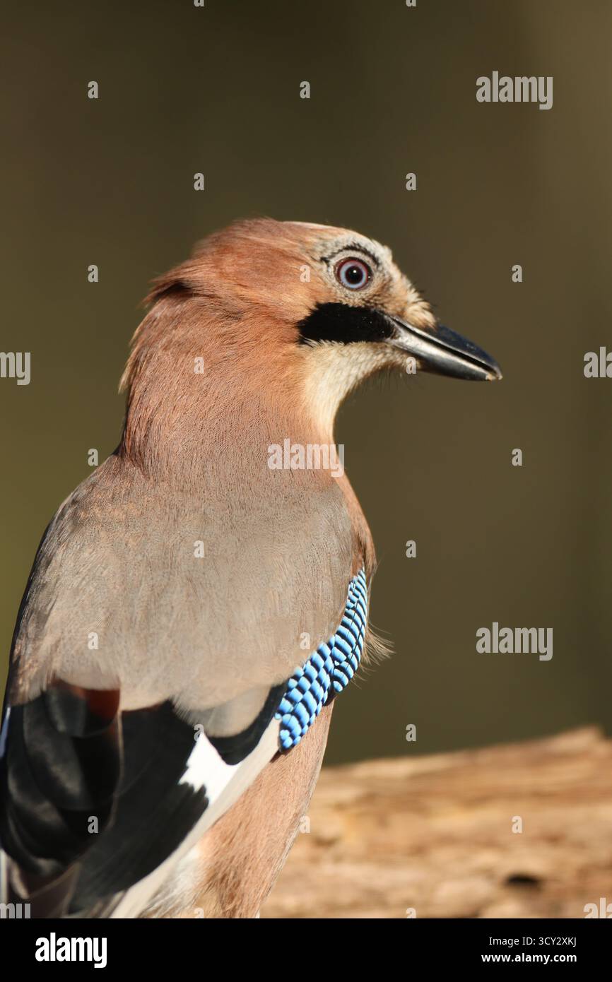 Complicated social behaviors hi-res stock photography and images - Alamy