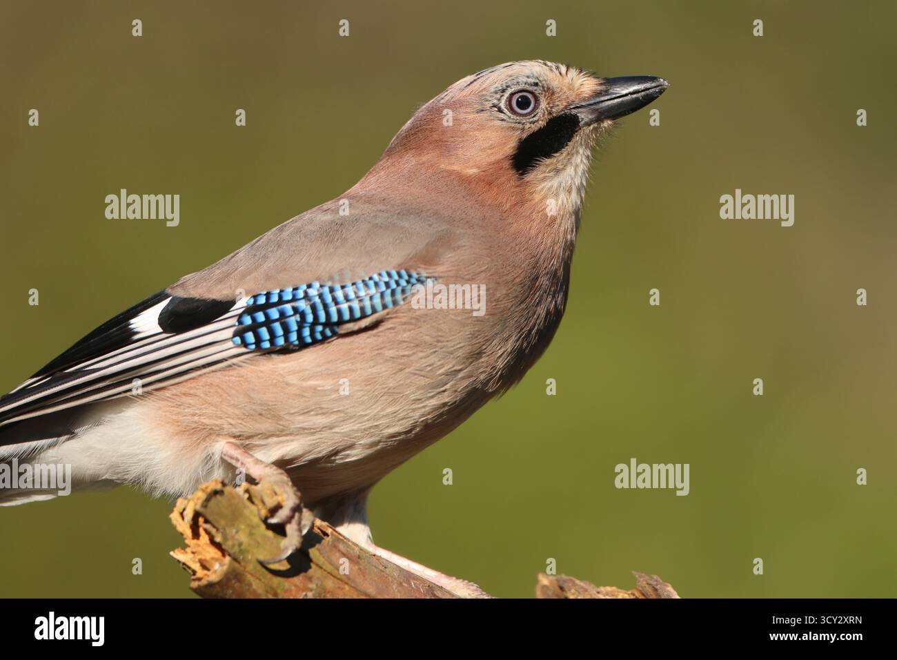 Complicated social behaviors hi-res stock photography and images - Alamy