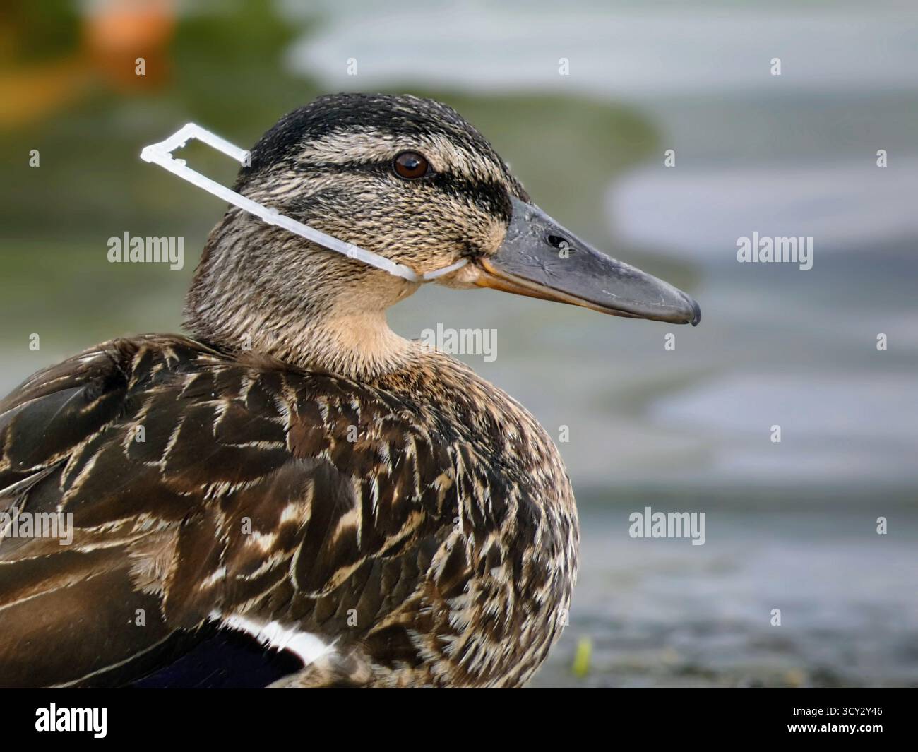 A wild duck with hard plastic trapped around its beak and head. showing ...