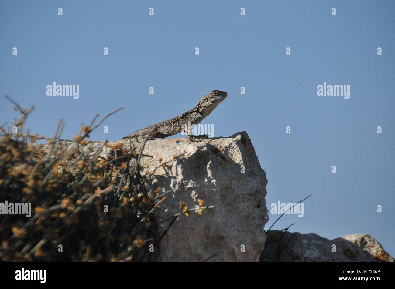 A lizard perches on a rocky surface, soaking up the sun in its natural ...