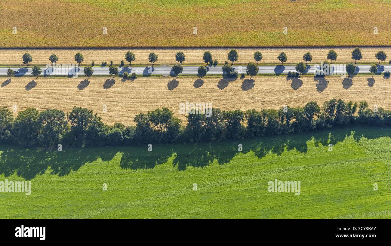 Aerial view, row of trees with shadows, Marienfeld, Harsewinkel ...
