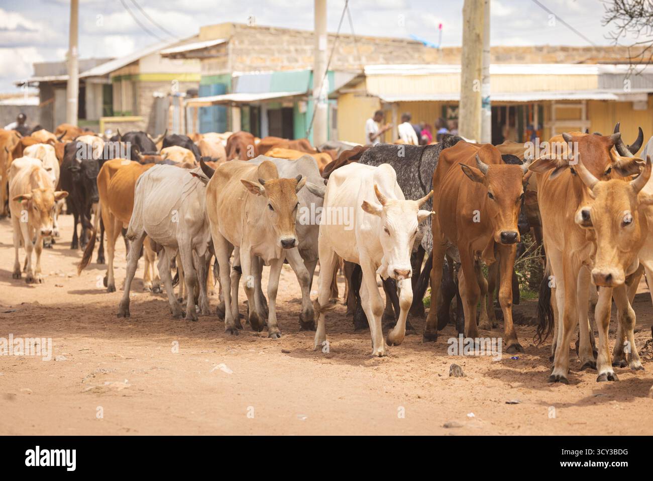 livestock farming and Village life in Sekenani village near Masai Mara ...