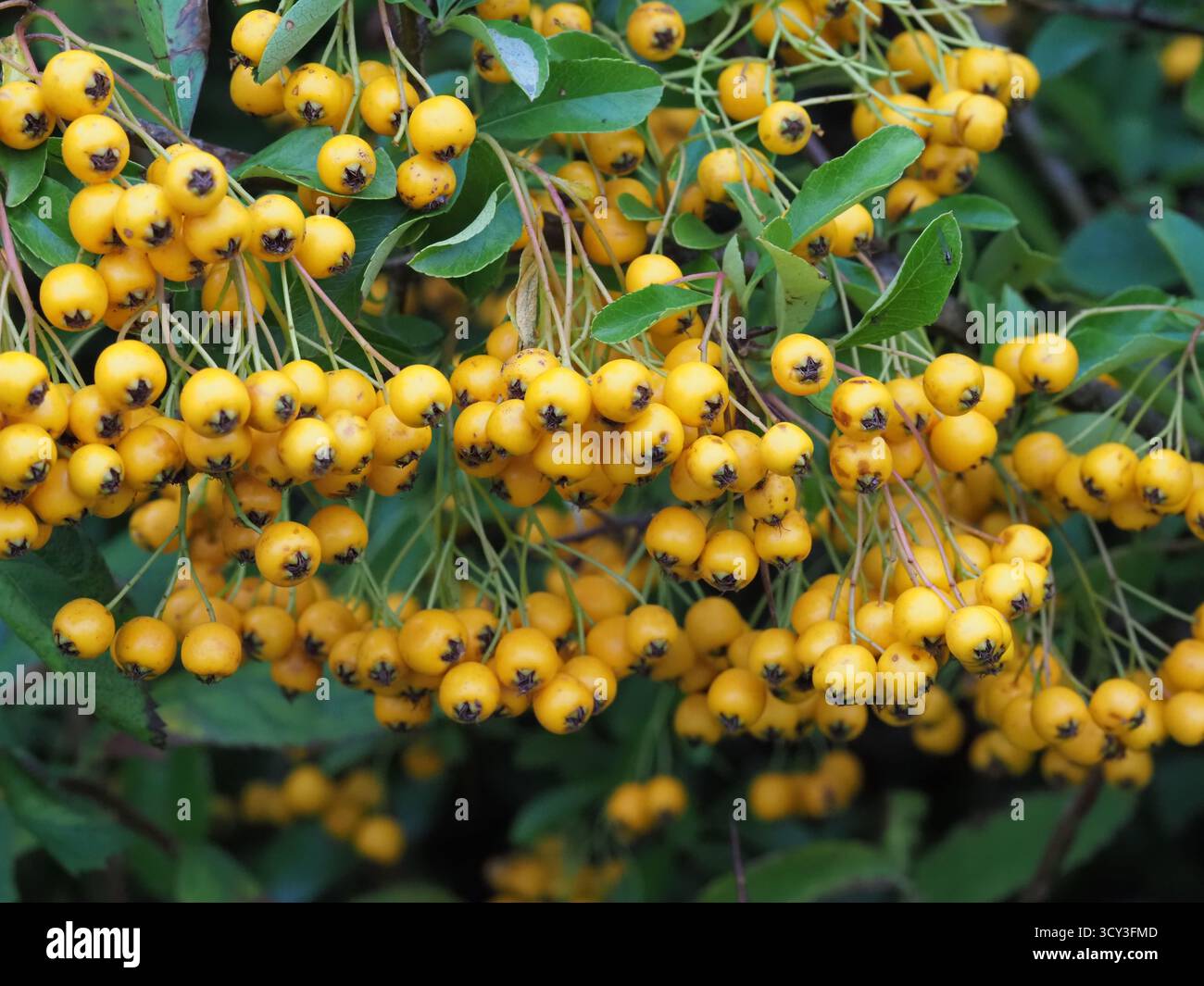 Firethorn pyracantha charmer shrub hi-res stock photography and images ...