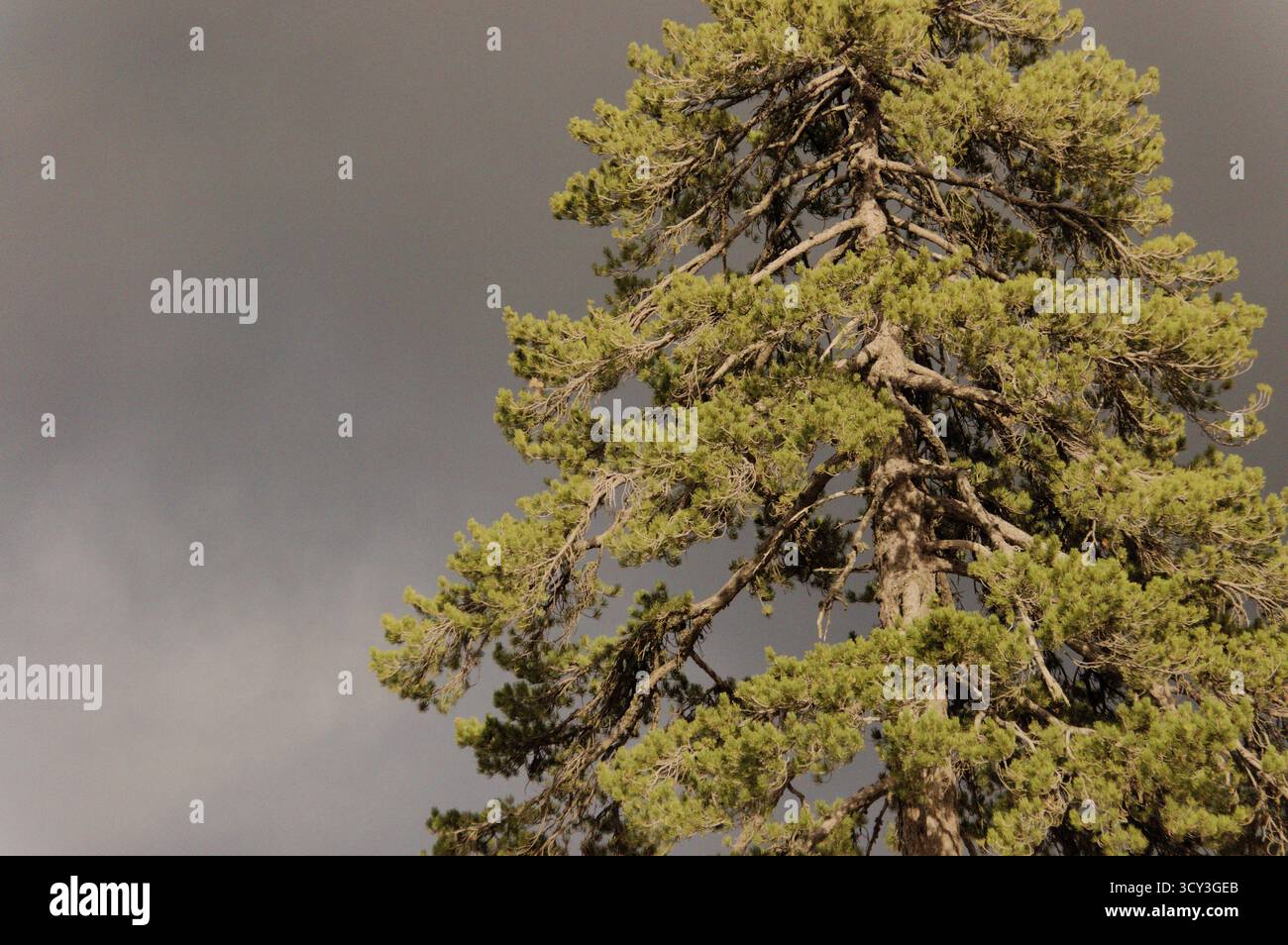 A majestic evergreen tree rises into the sky, showing off its vibrant ...