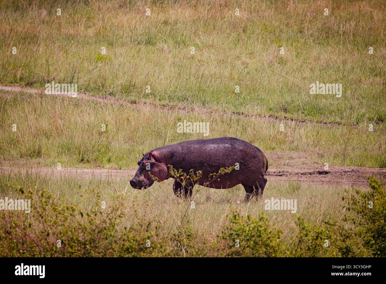 hippopotamus on land on the bank of the Mara river Photographed at ...