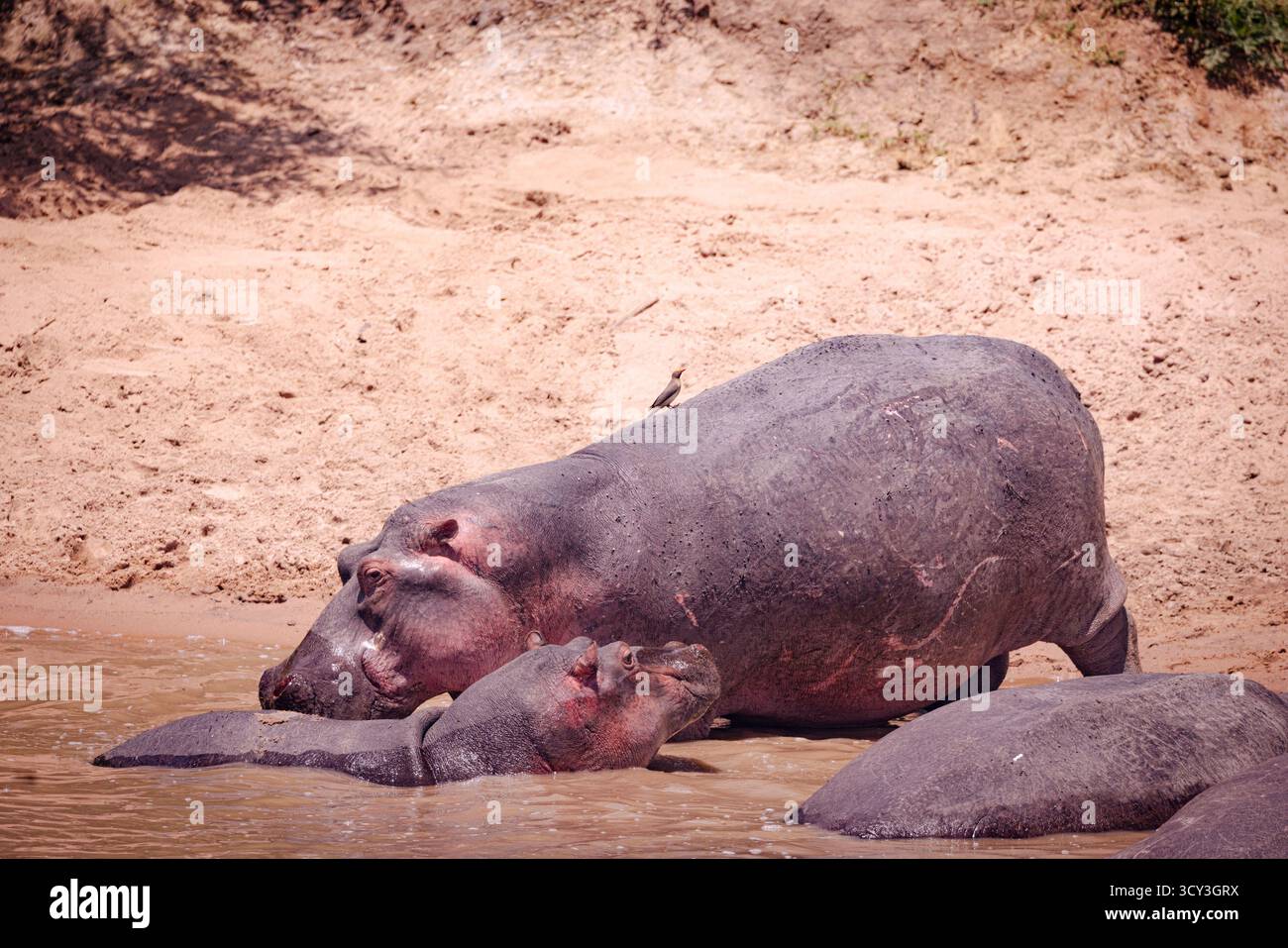 hippopotamus in the Mara river Photographed at Masai Mara national ...
