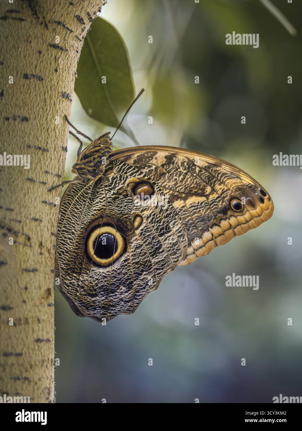 A beautiful brown butterfly with yellow and black eye attached on a ...