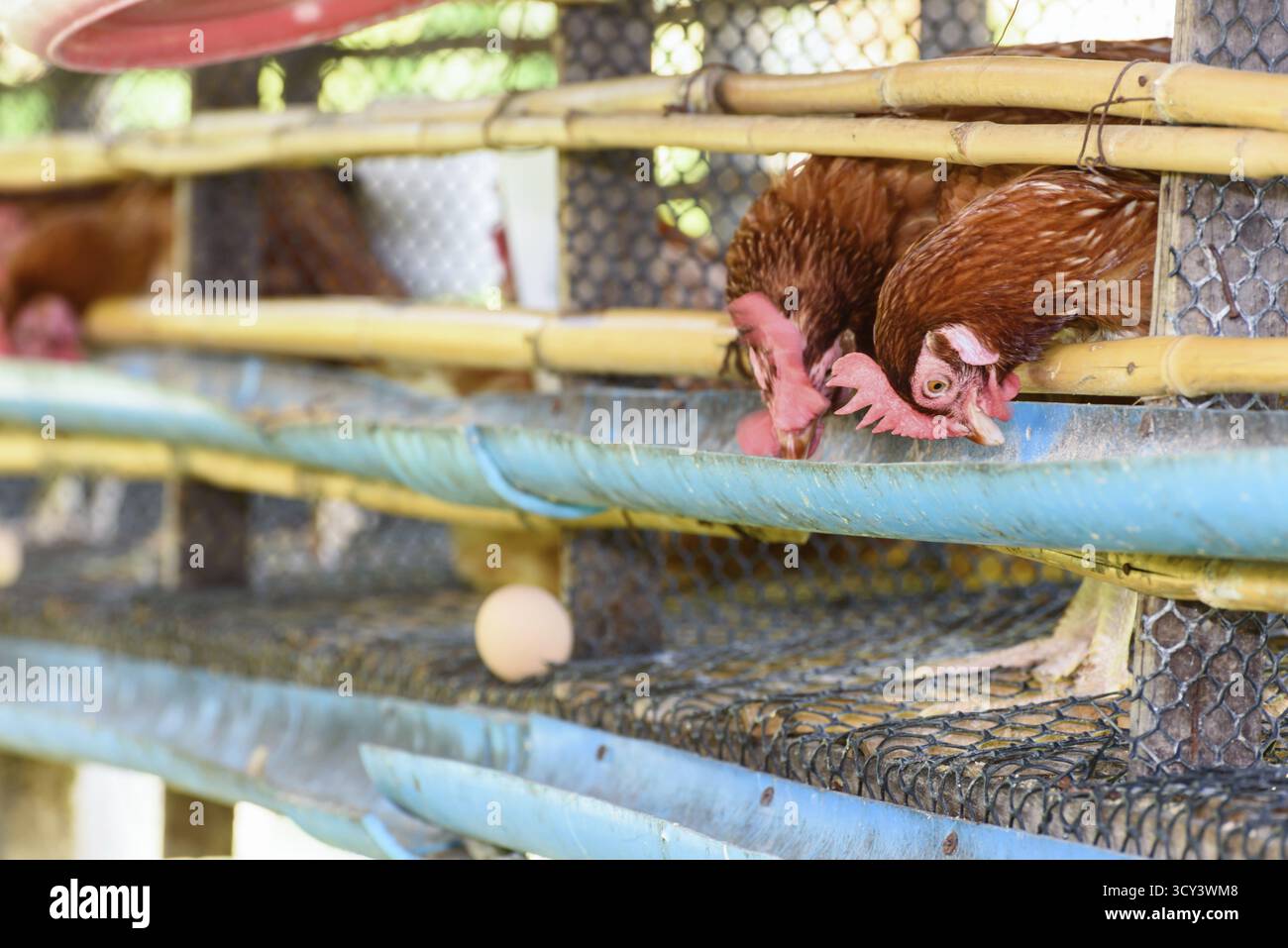 Brown hens feed on animal food and egg production from laying hen farm ...