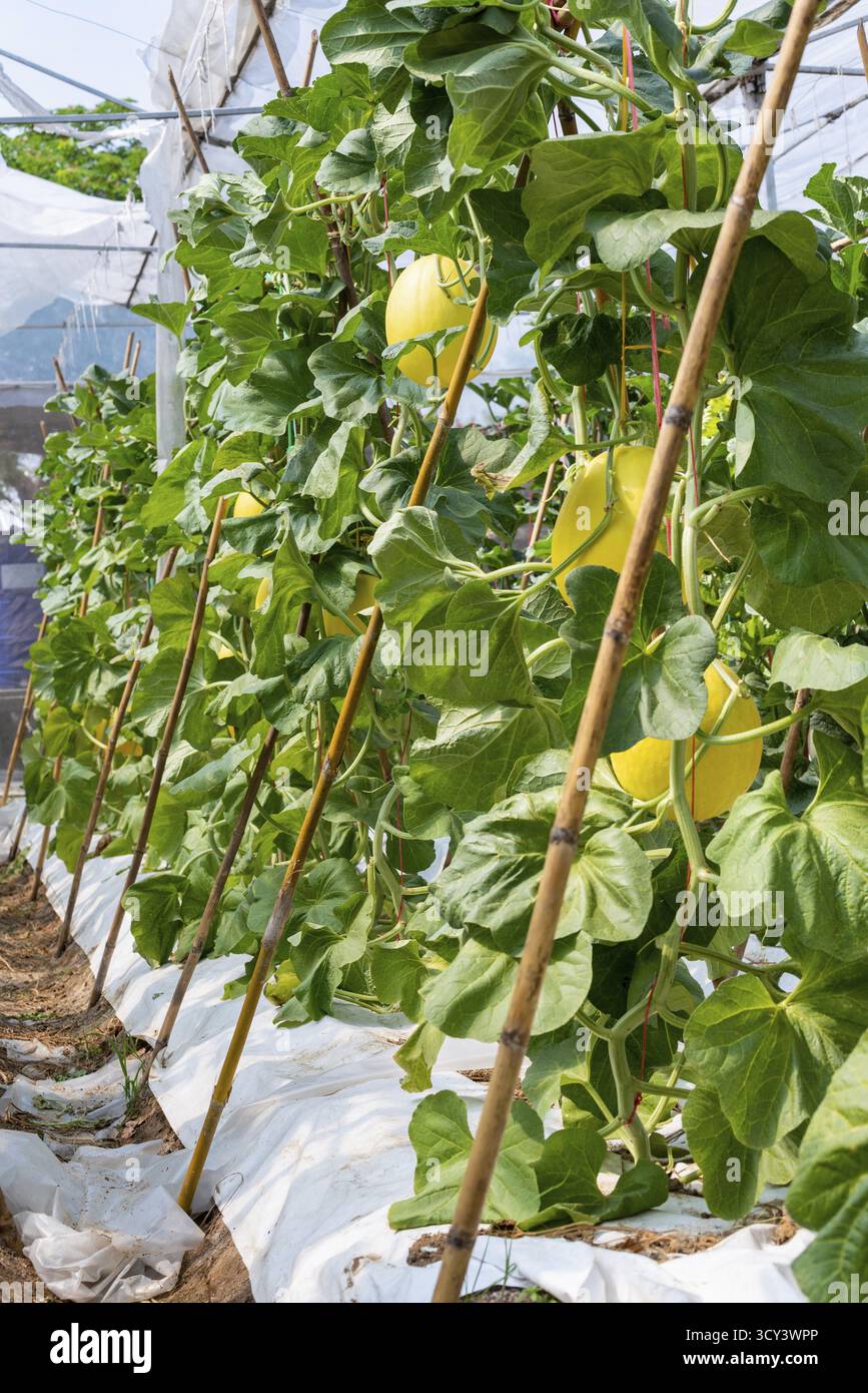 Melon fruit with smooth, yellow, orange skin in a greenhouse, Honeydew ...