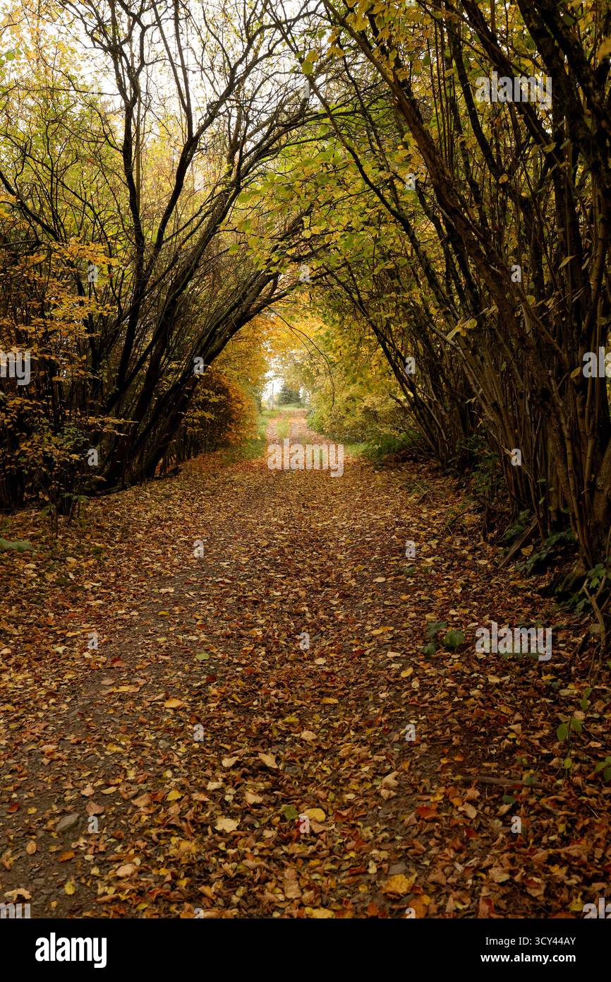 Herbst im Siegerland. Die Blaetter Blätter an den Baeumen Bäumen wie ...